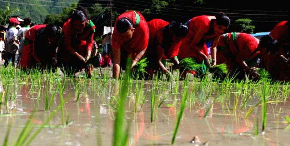 महोत्तरीमा जुवा खेलिरहेको अवस्थामा ३ जुवाडे पक्राउ - The Public Today